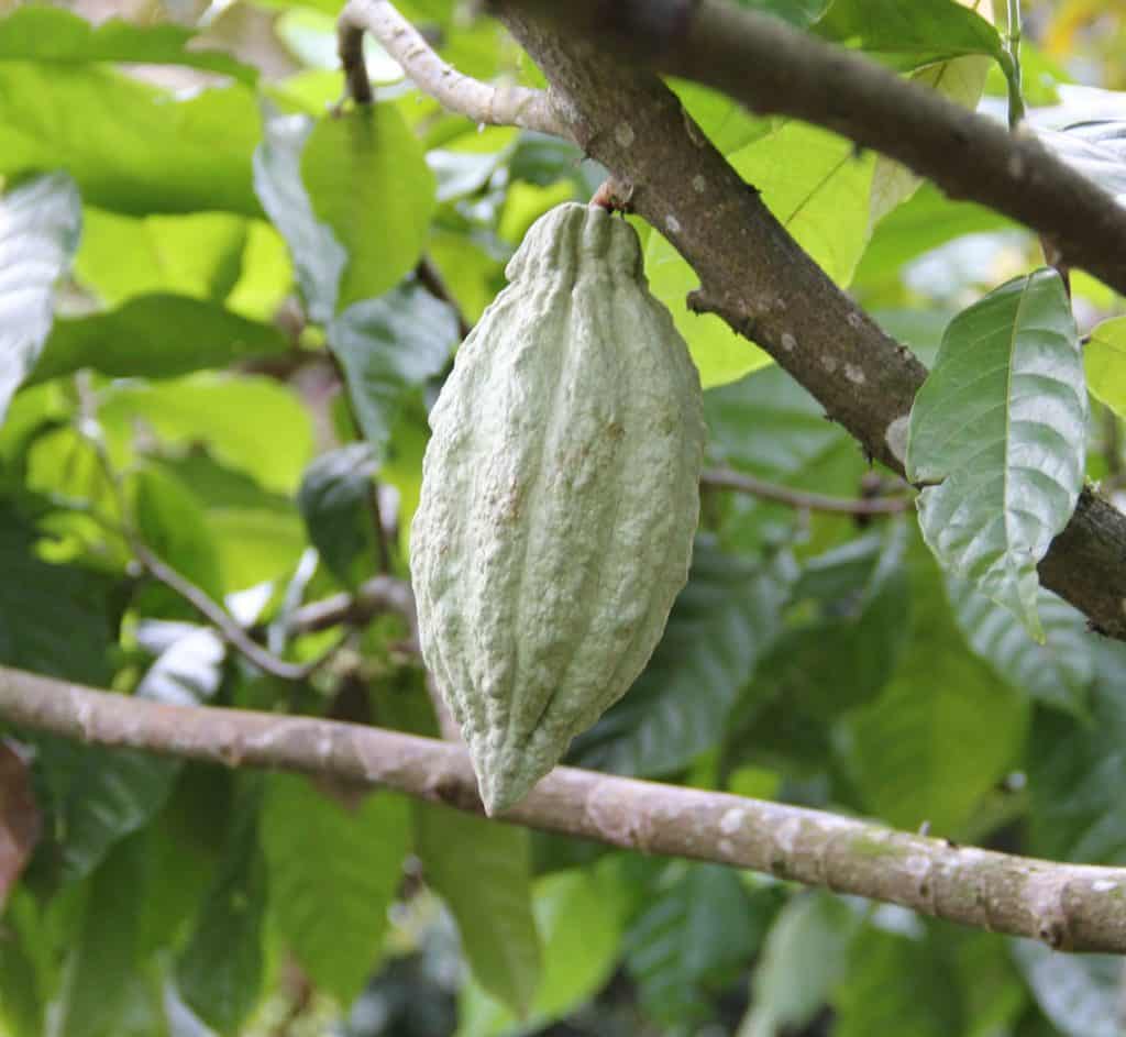 Single Origin Cacao ความพิเศษเฉพาะถิ่นของโกโก้ – Chocolasia